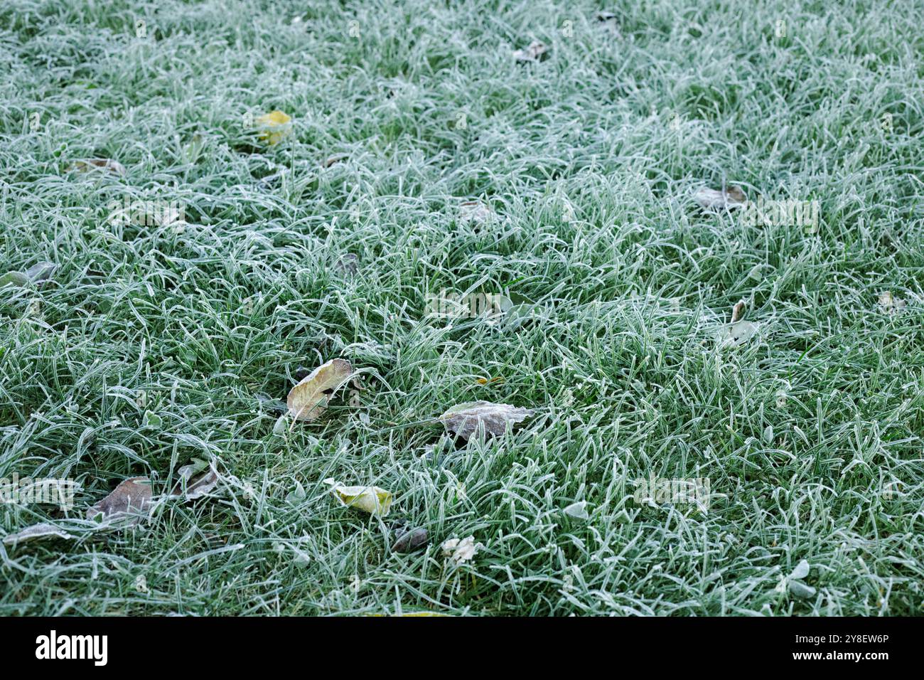 Grass in the garden covered with frost after a night cold snap Stock ...