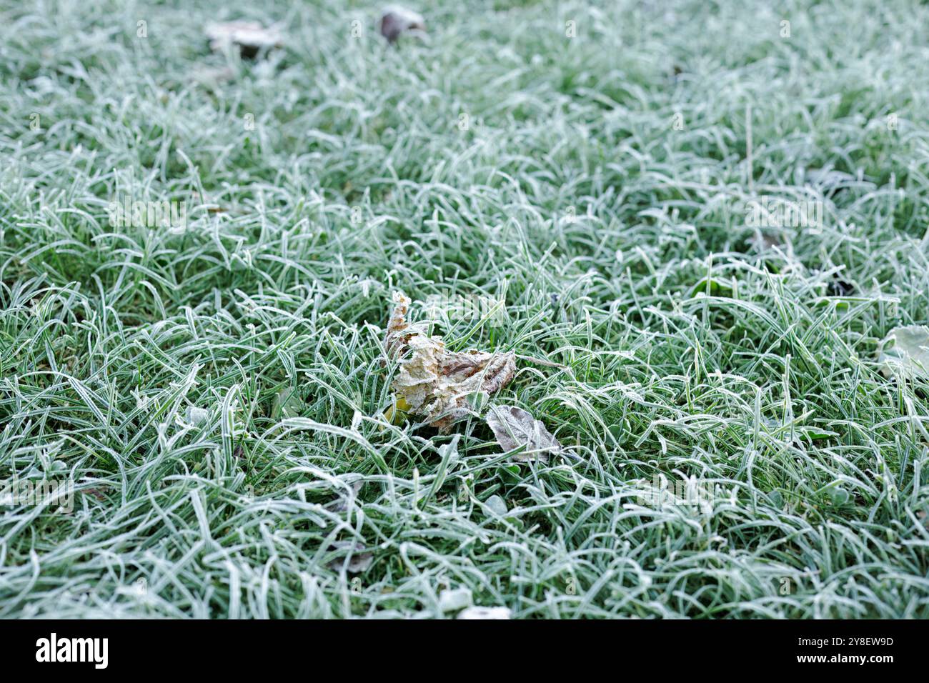 Green grass and fallen leaves in a freezing morning. The first frosts ...