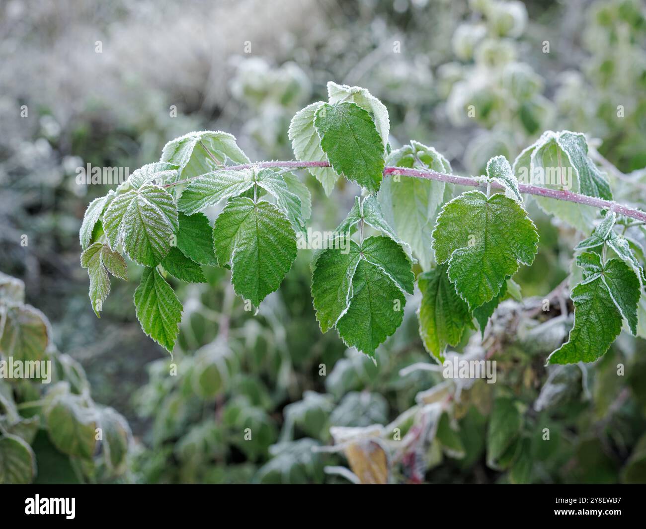 Raspberry bushes in a freezing morning in the garden. Leaves are ...