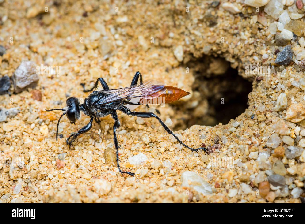 Black wasp with an orange abdomen is dragging a paralyzed insect to the ...