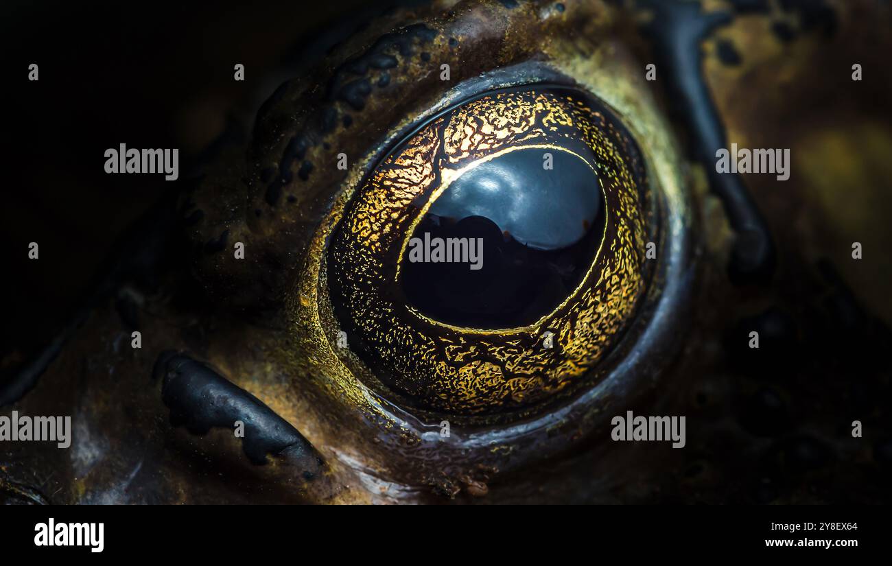 Macro photograph of a toad's eye is showing the detail of the golden ...