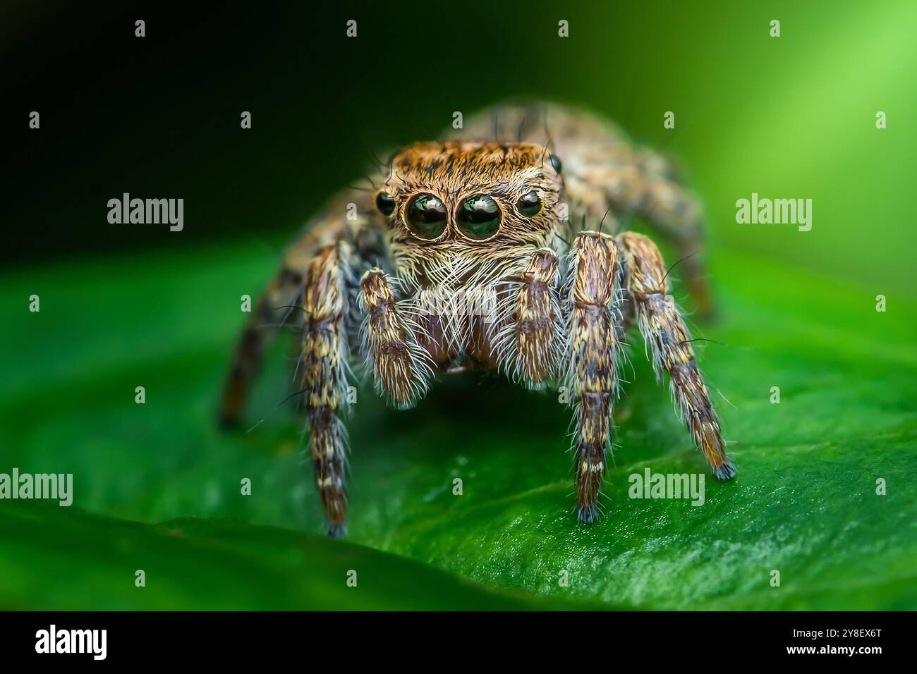Jumping spider is standing on a green leaf, its eight eyes wide open ...
