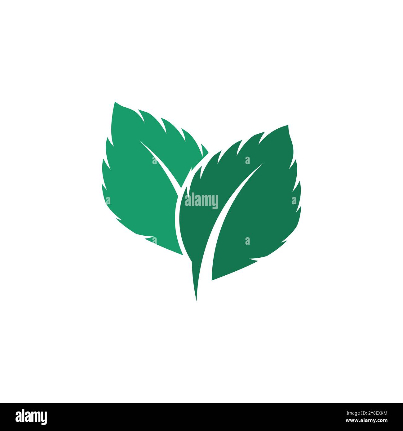 Natural leaf mint logo vector template symbol design Stock Vector Image ...