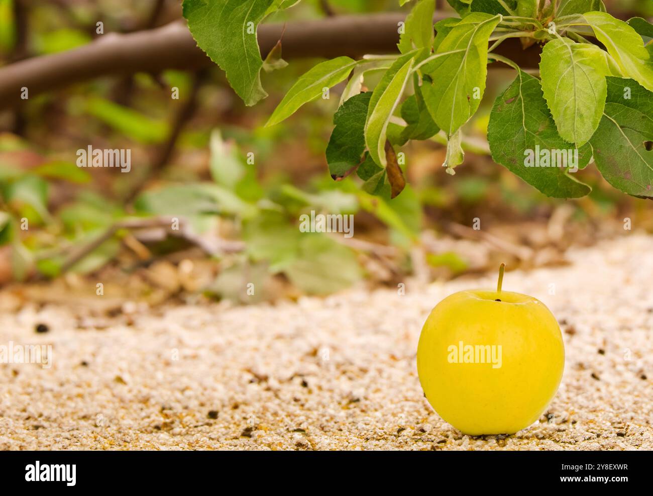One yellow apple on the ground near a tree branch Stock Photo - Alamy