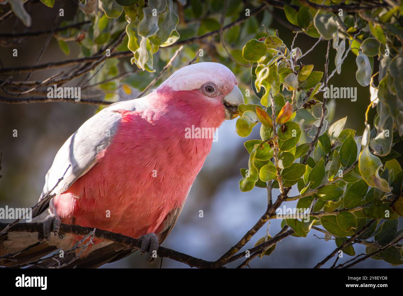 Galah in a tree hi-res stock photography and images - Alamy