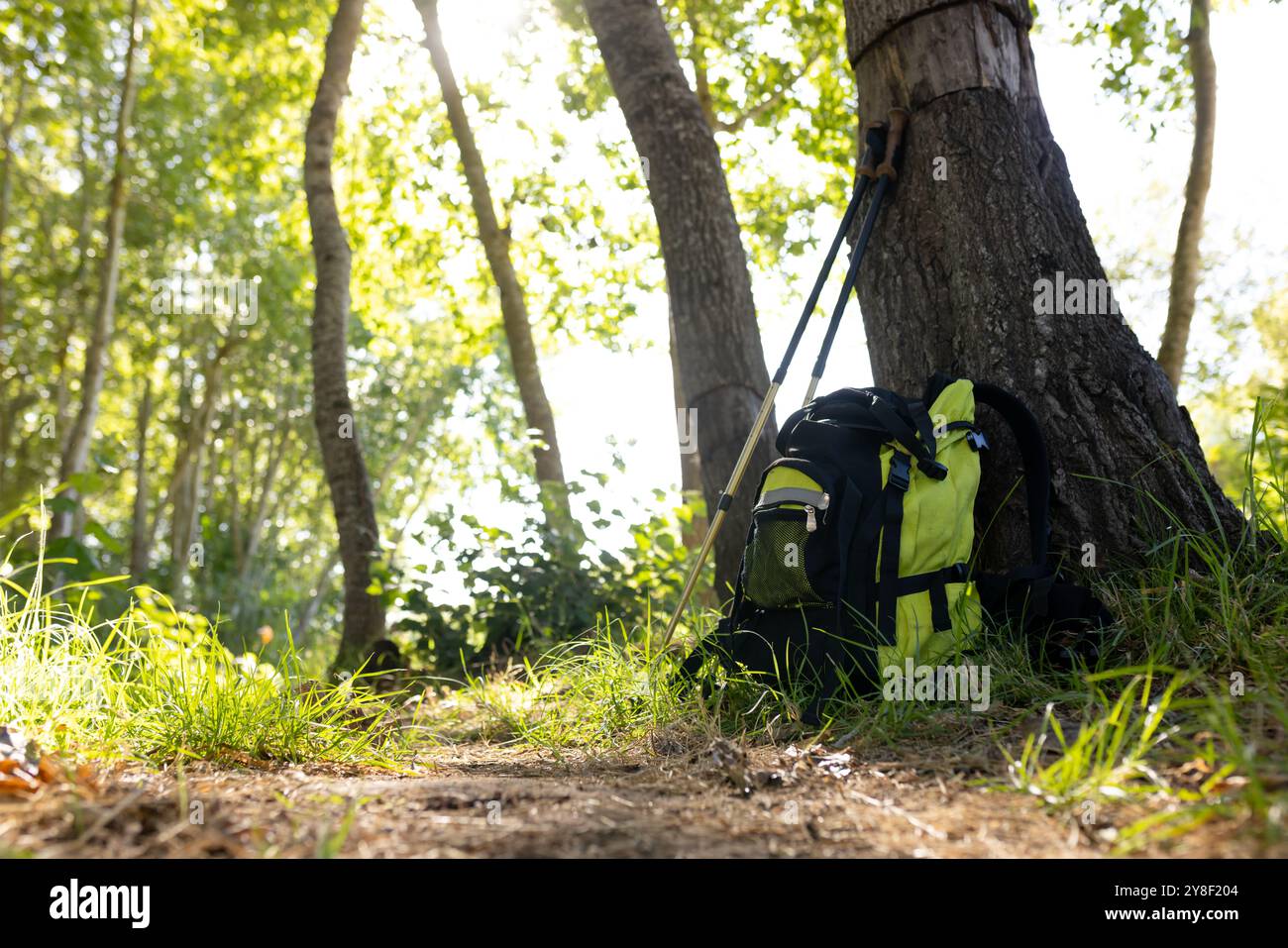 General view of backpack and trekking poles next to tree in forest ...