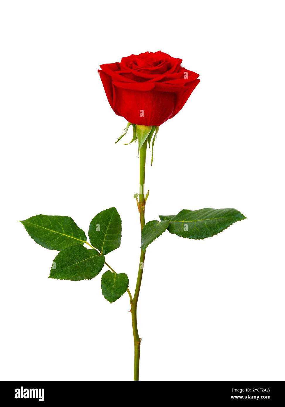 Background beautiful red summer Cut Out Stock Images & Pictures - Alamy