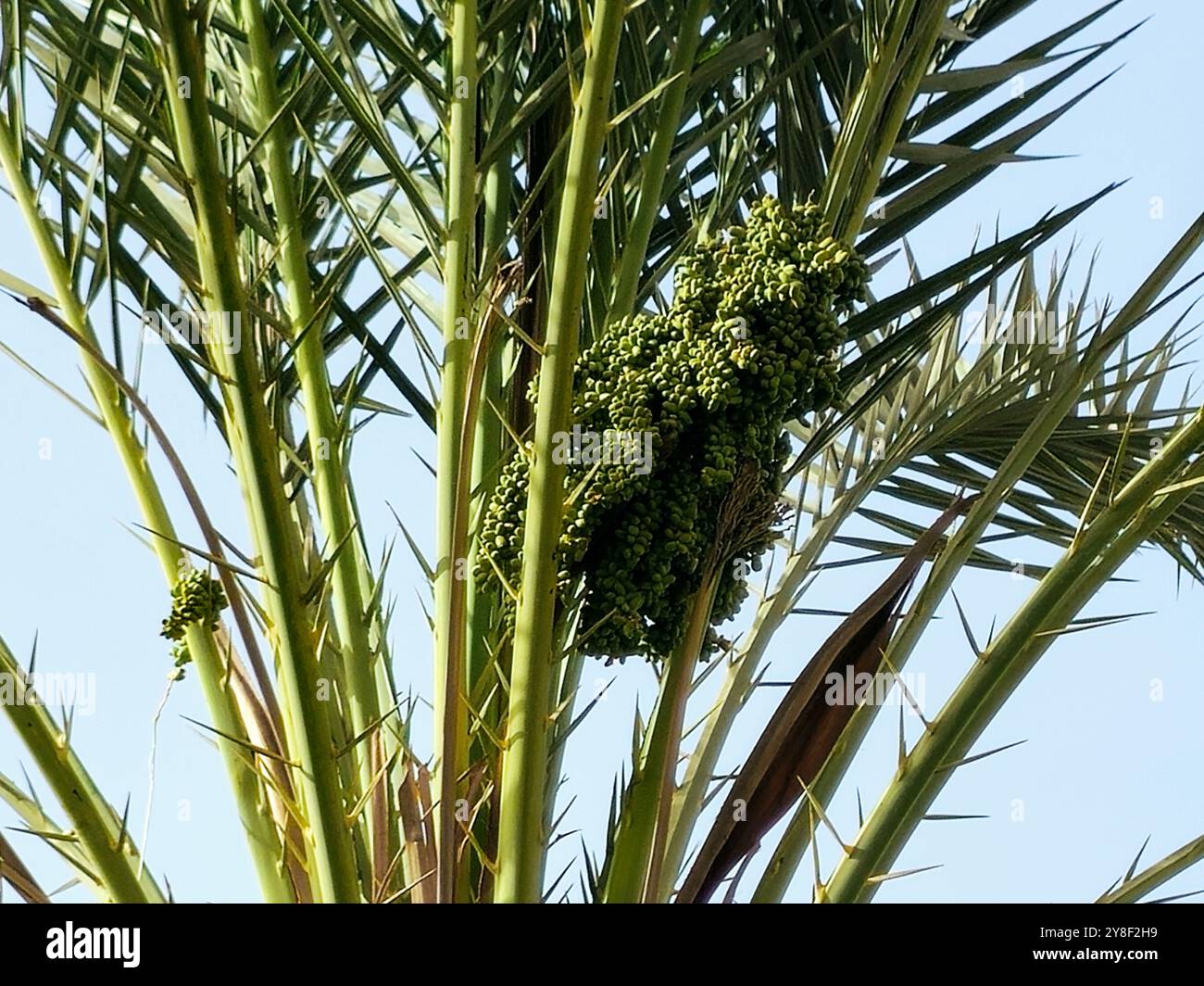 green dates fruit on a palm tree branches, Phoenix dactylifera ...