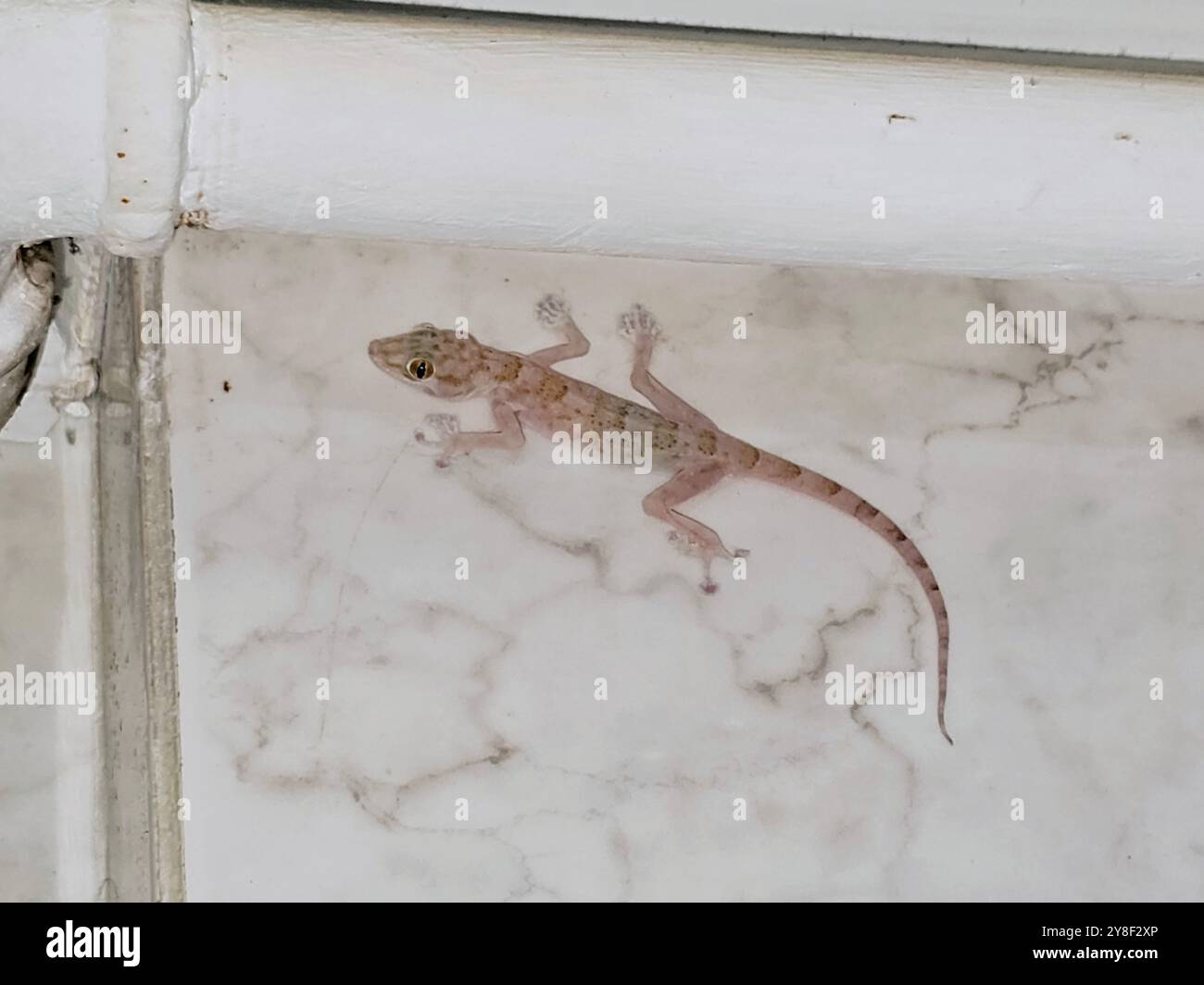 Egyptian wall gecko, geckos, house moon lizard, tiktiki, chipkali ...