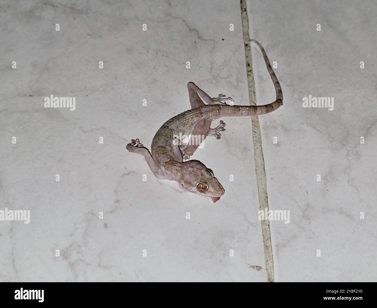 Chipkali hi-res stock photography and images - Alamy