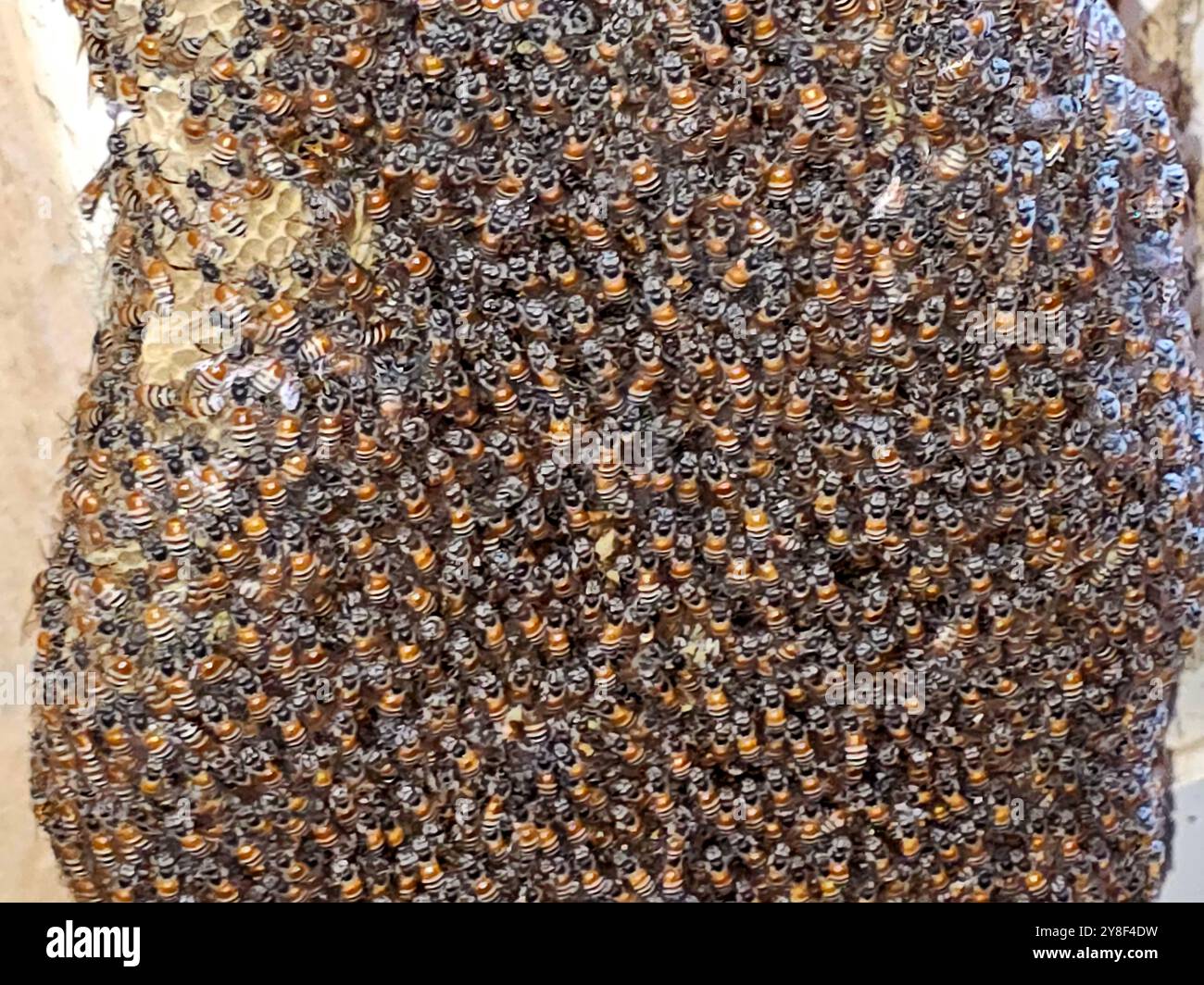 small wild honey bees nest colony, Bees are winged insects closely ...