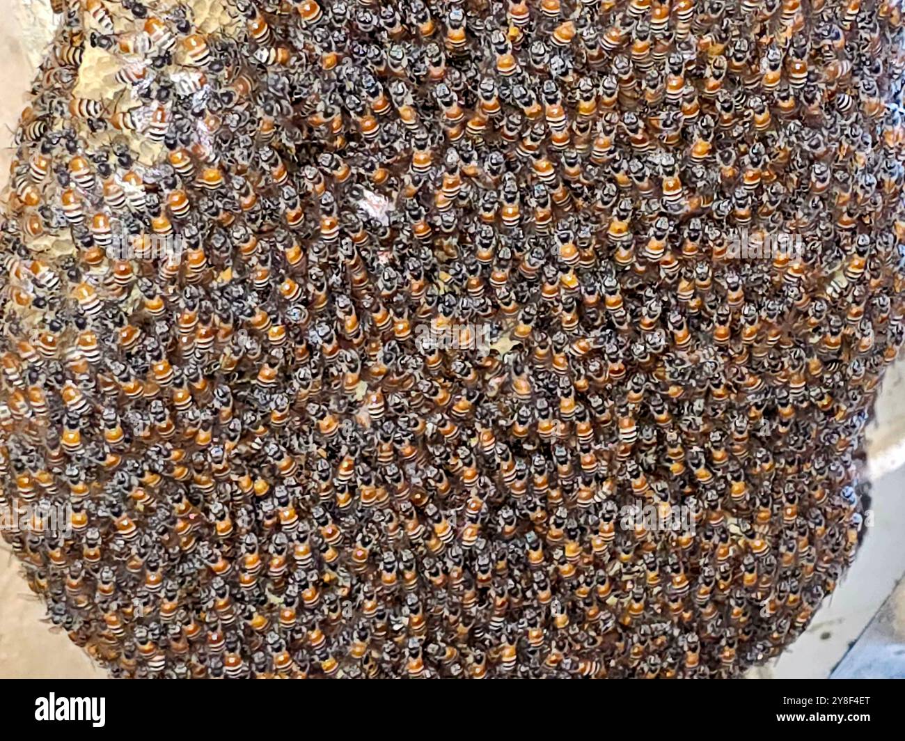 small wild honey bees nest colony, Bees are winged insects closely ...