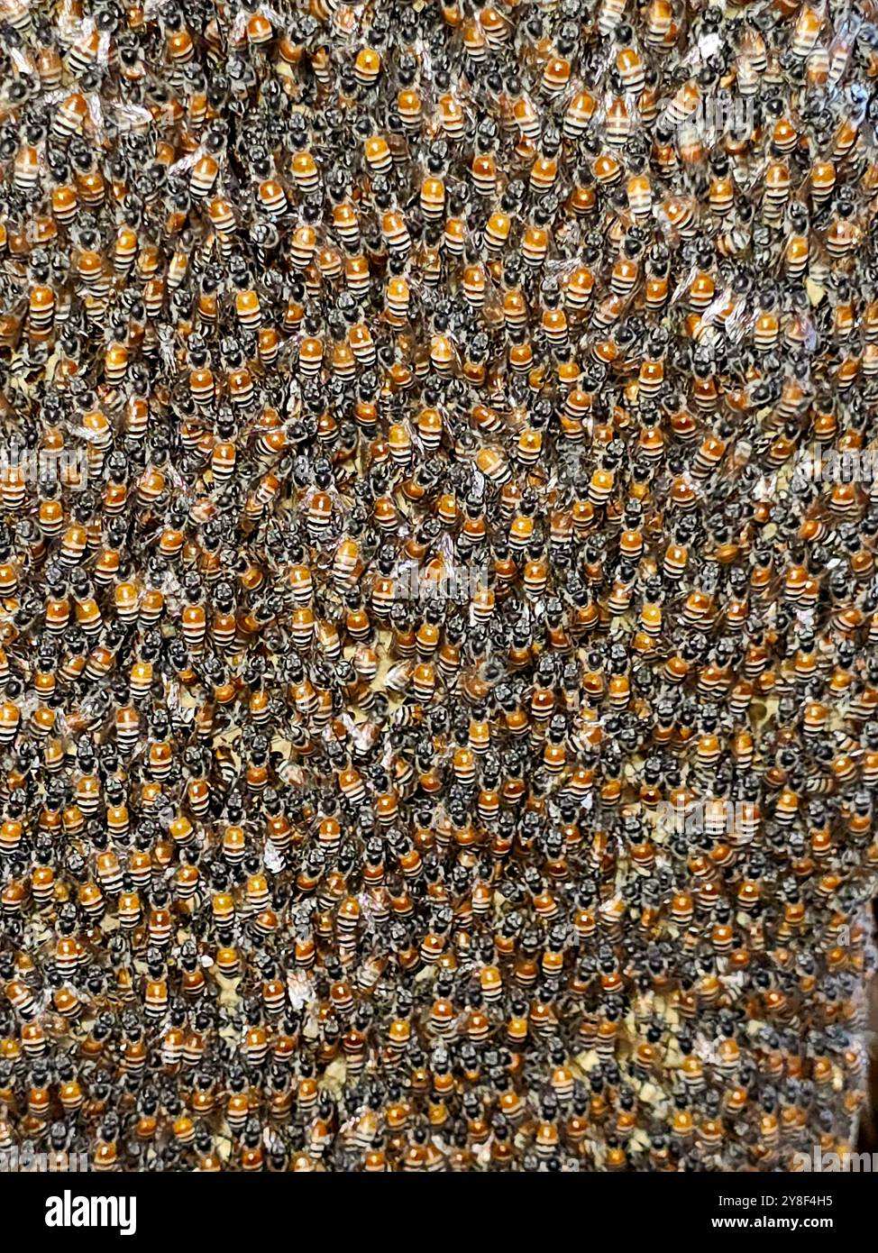 small wild honey bees nest colony, Bees are winged insects closely ...