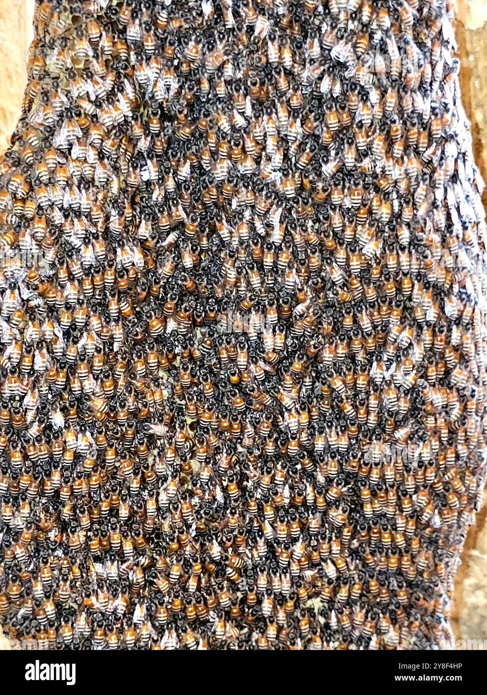 small wild honey bees nest colony, Bees are winged insects closely ...