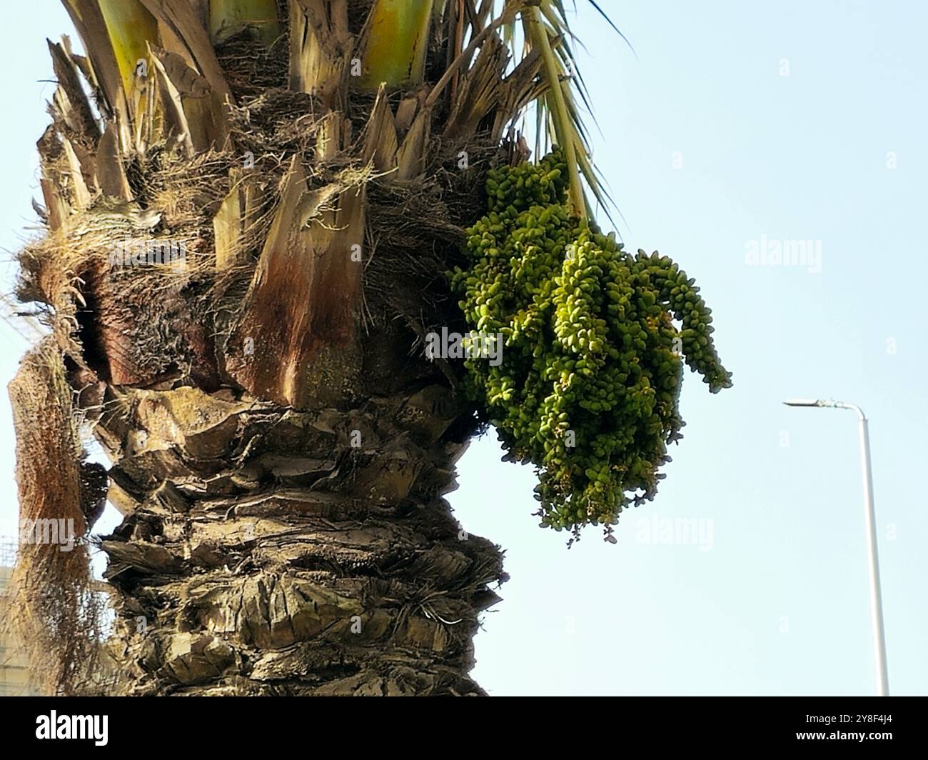 green dates fruit on a palm tree branches, Phoenix dactylifera ...