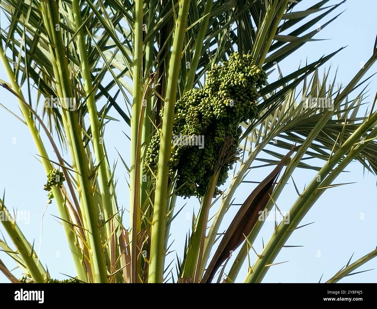 green dates fruit on a palm tree branches, Phoenix dactylifera ...