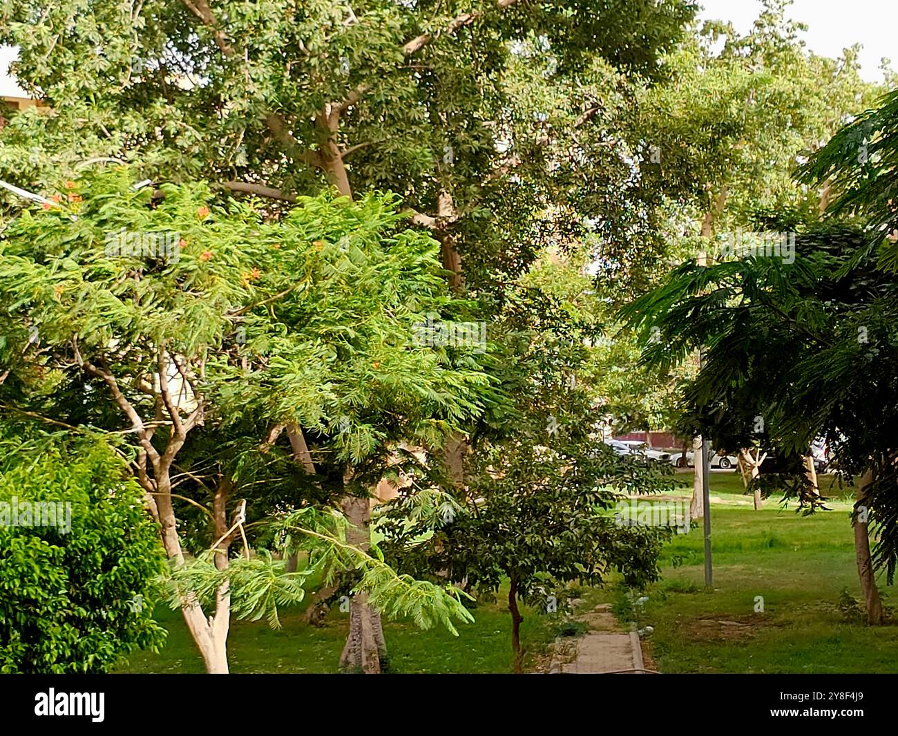 A backyard public garden between houses in Sheikh Zayed city in Giza ...