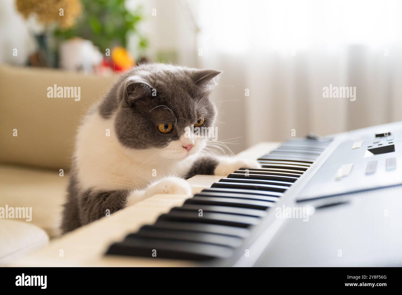 British Shorthair Cat Playing Piano Stock Photo - Alamy