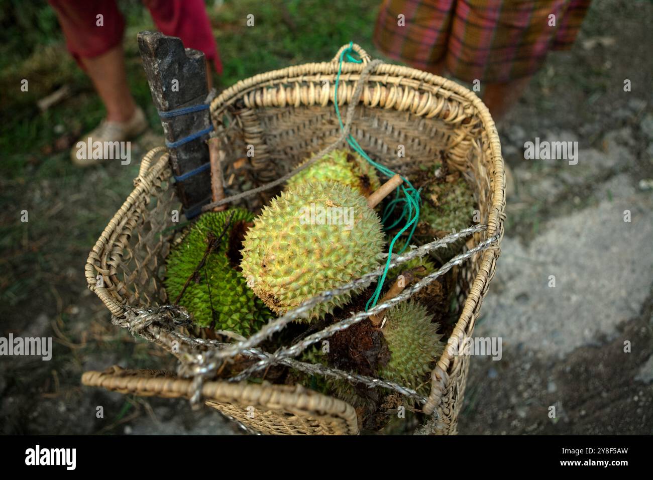 Freshly harvested durian fruits inside a rattan bag in Sungai Utik ...