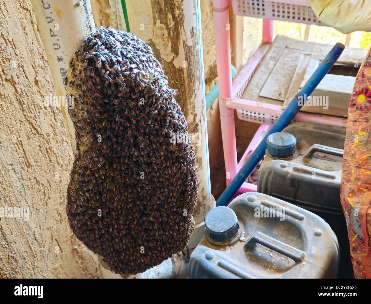Cairo, Egypt, September 18 2024: small wild honey bees nest colony in a ...