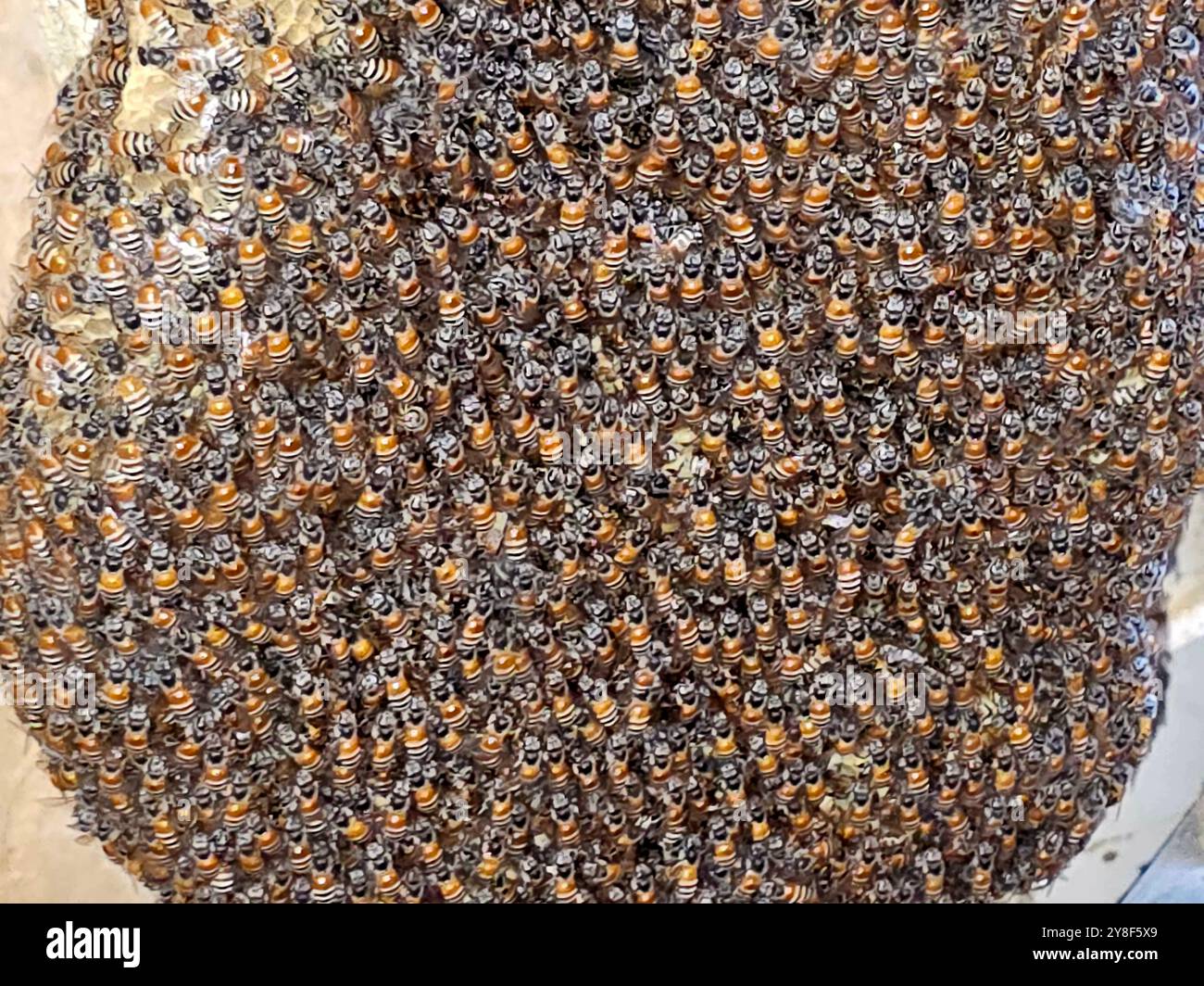 small wild honey bees nest colony, Bees are winged insects closely ...