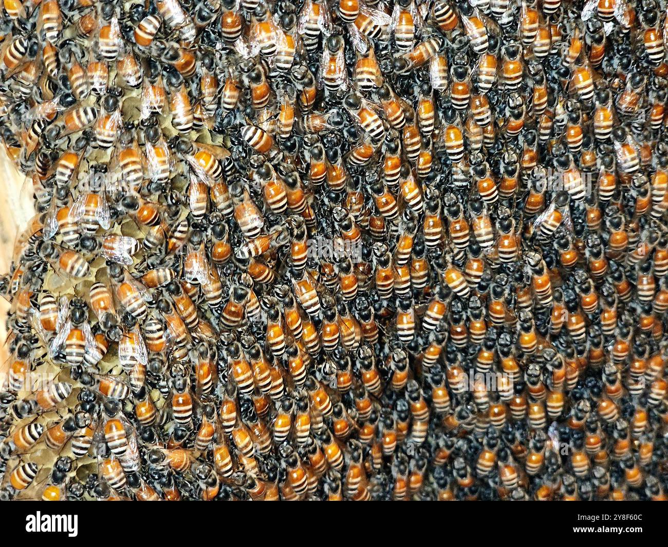 small wild honey bees nest colony, Bees are winged insects closely ...