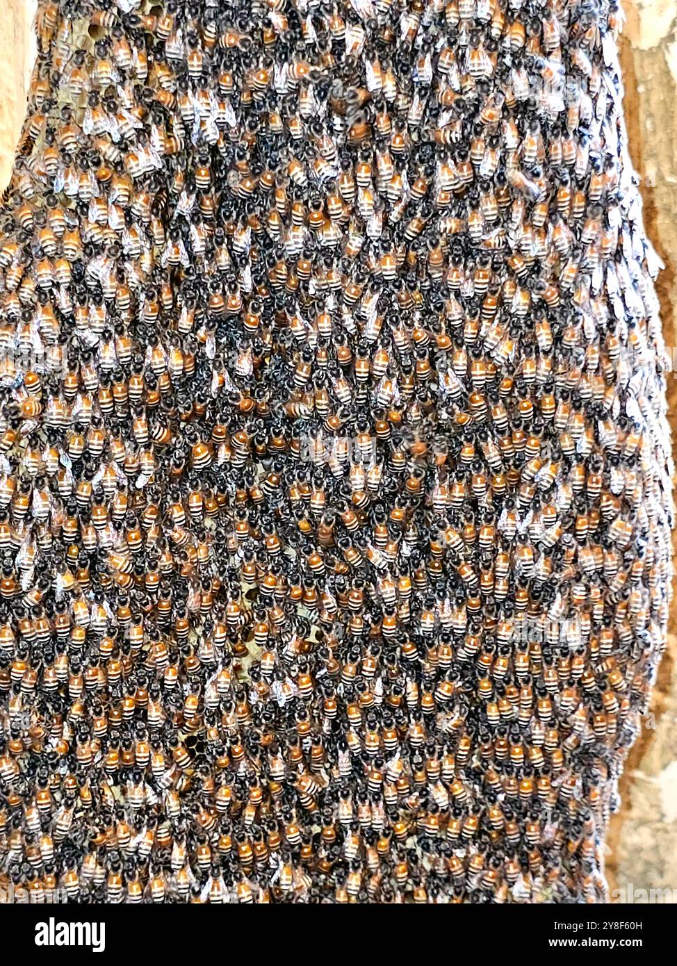 small wild honey bees nest colony, Bees are winged insects closely ...