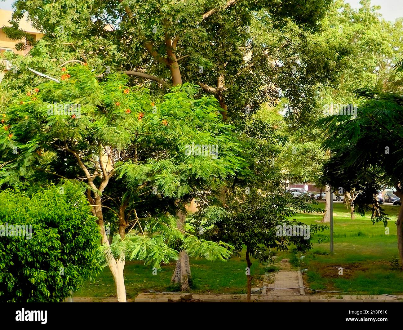 A backyard public garden between houses in Sheikh Zayed city in Giza ...