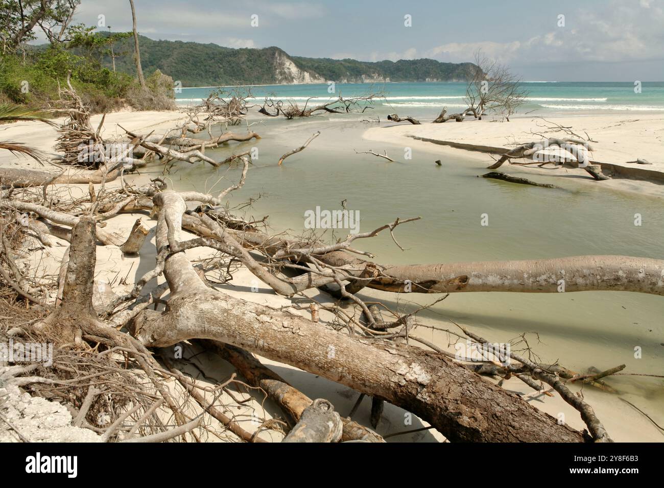 Dead tree beach coastal hi-res stock photography and images - Alamy