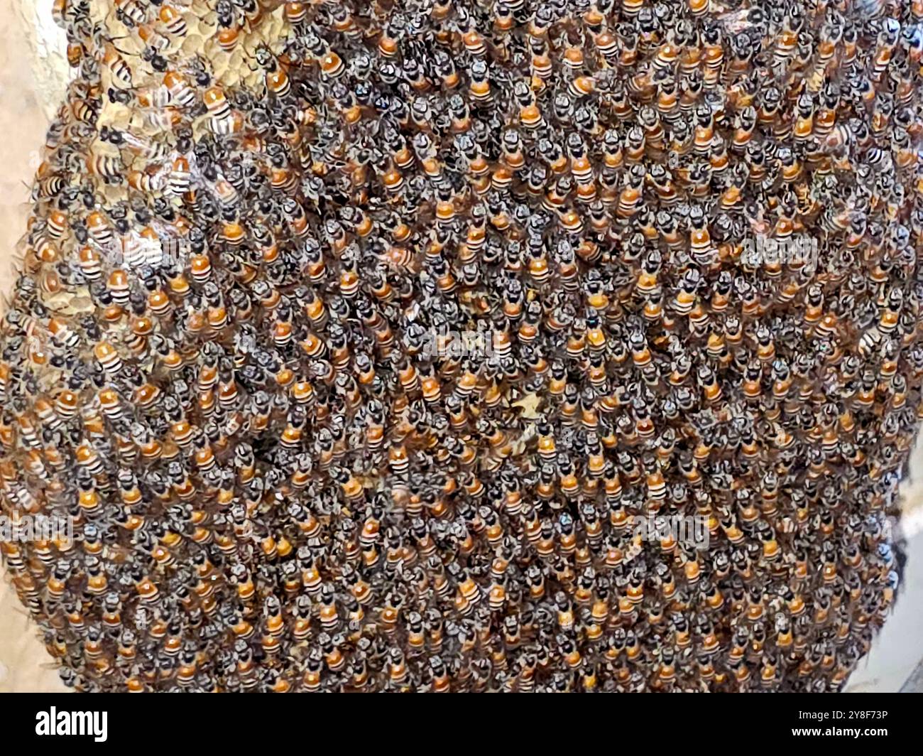 small wild honey bees nest colony, Bees are winged insects closely ...