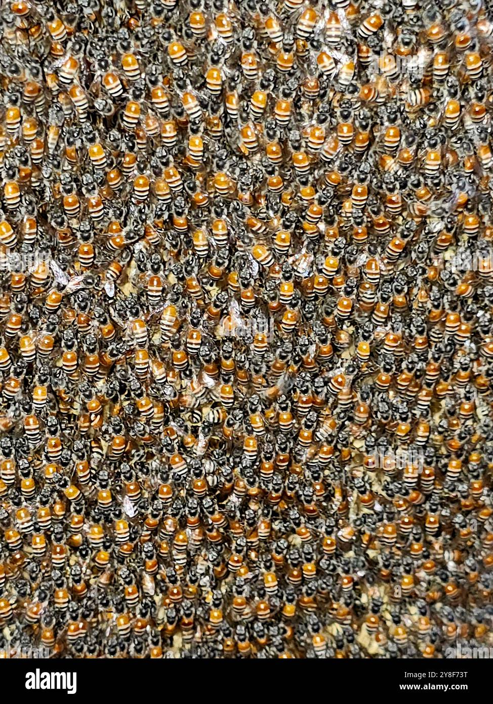 small wild honey bees nest colony, Bees are winged insects closely ...