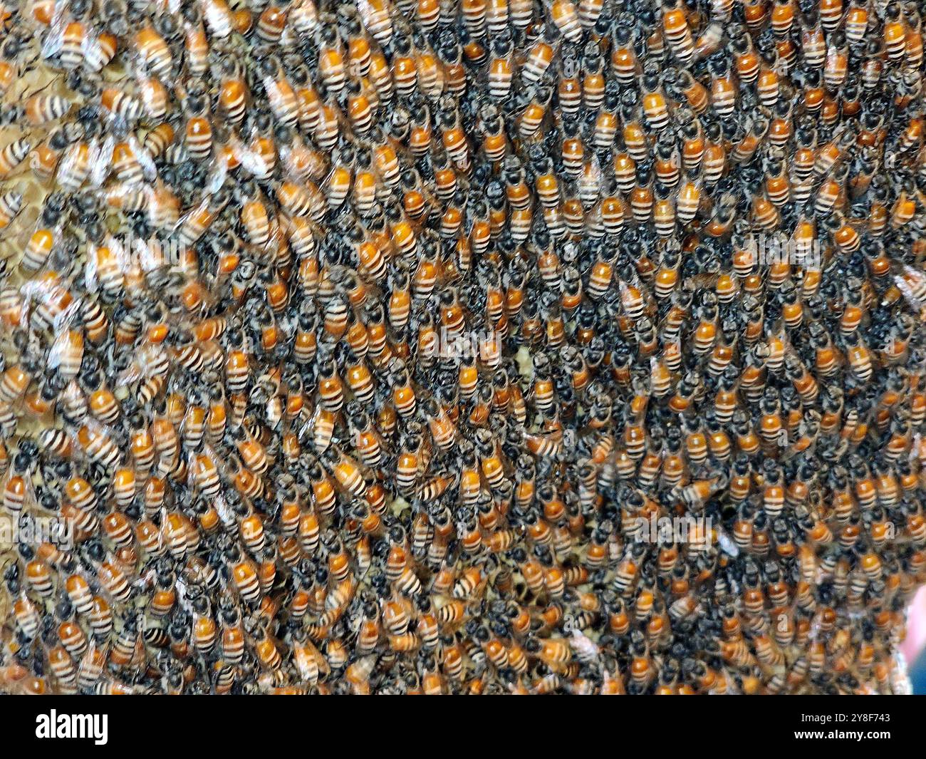 small wild honey bees nest colony, Bees are winged insects closely ...