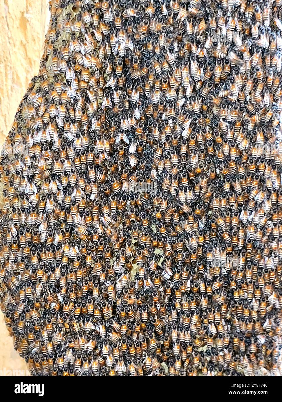 small wild honey bees nest colony, Bees are winged insects closely ...