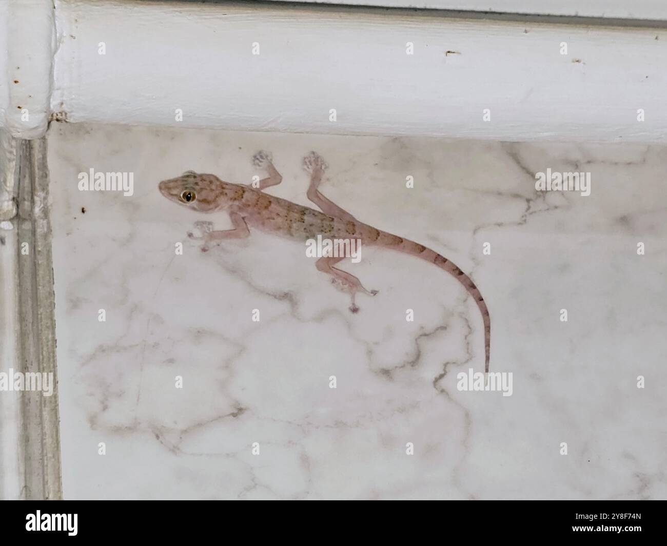 Egyptian wall gecko, geckos, house moon lizard, tiktiki, chipkali ...