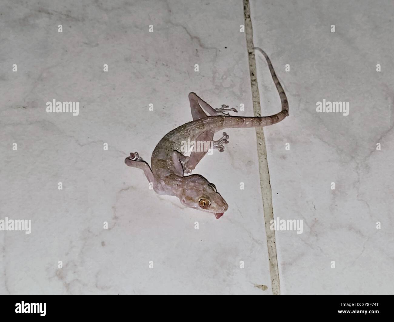 dead Egyptian wall gecko, geckos, house moon lizard, tiktiki, chipkali ...