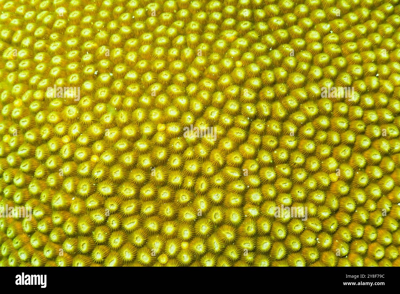 Close-up view of a green hard coral reef, showcasing intricate textures ...