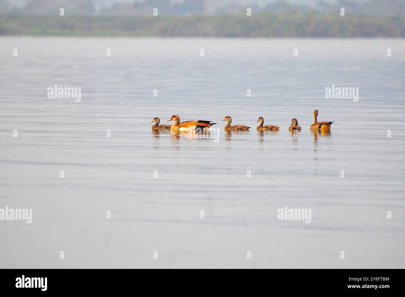 GYPTIAN GOOSE ( Alopechen aegyptiaca) mother and chicks at Serenada Eco ...