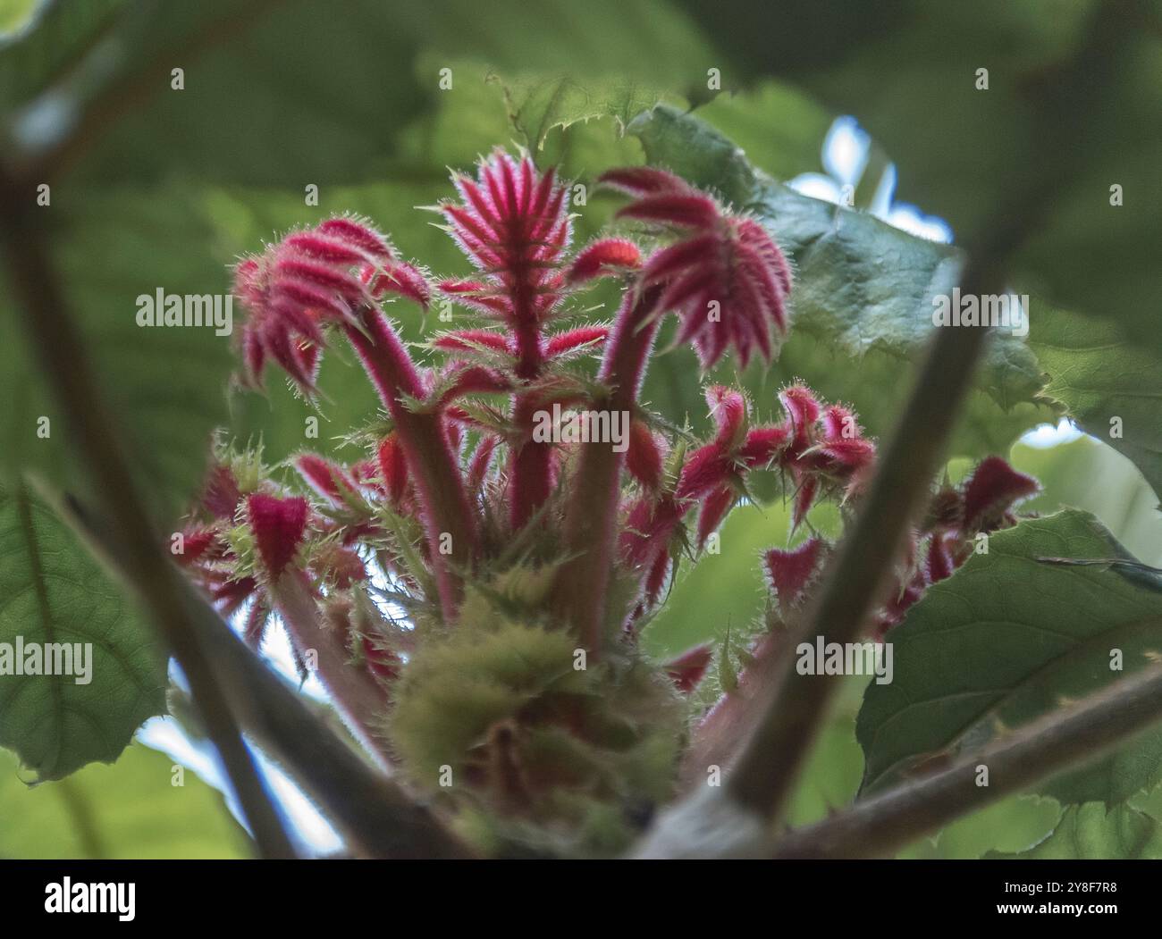New pink, furry leaves of Australian Davidsons plum, Davidsonia ...