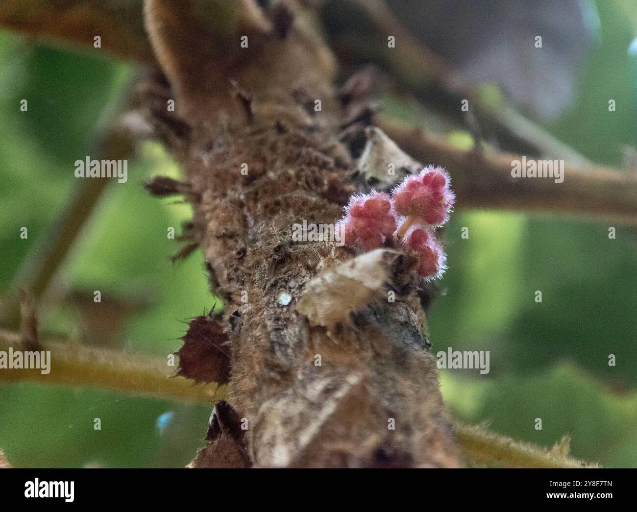 New pink, furry leaves of Australian Davidsons plum, Davidsonia ...