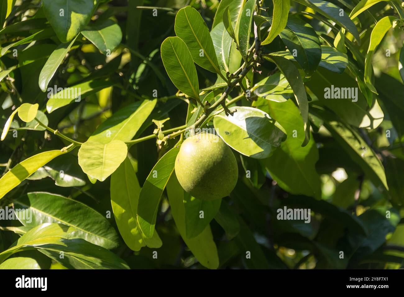 Single, green, spherical chocolate pudding fruit, black sapote ...
