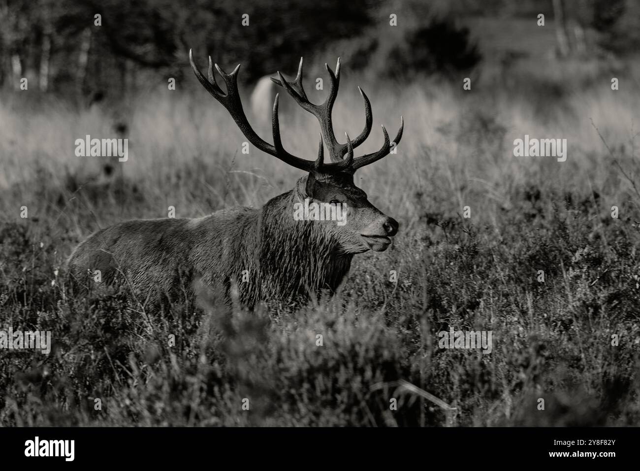 Red deer imperial stag scotland hi-res stock photography and images - Alamy