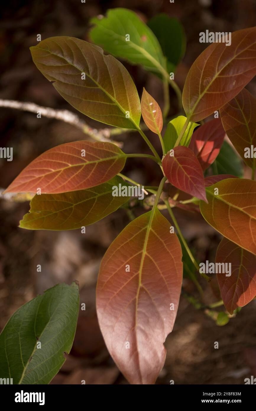 New pink leaf shoots on branch of Hass avocado tree, persea americana ...