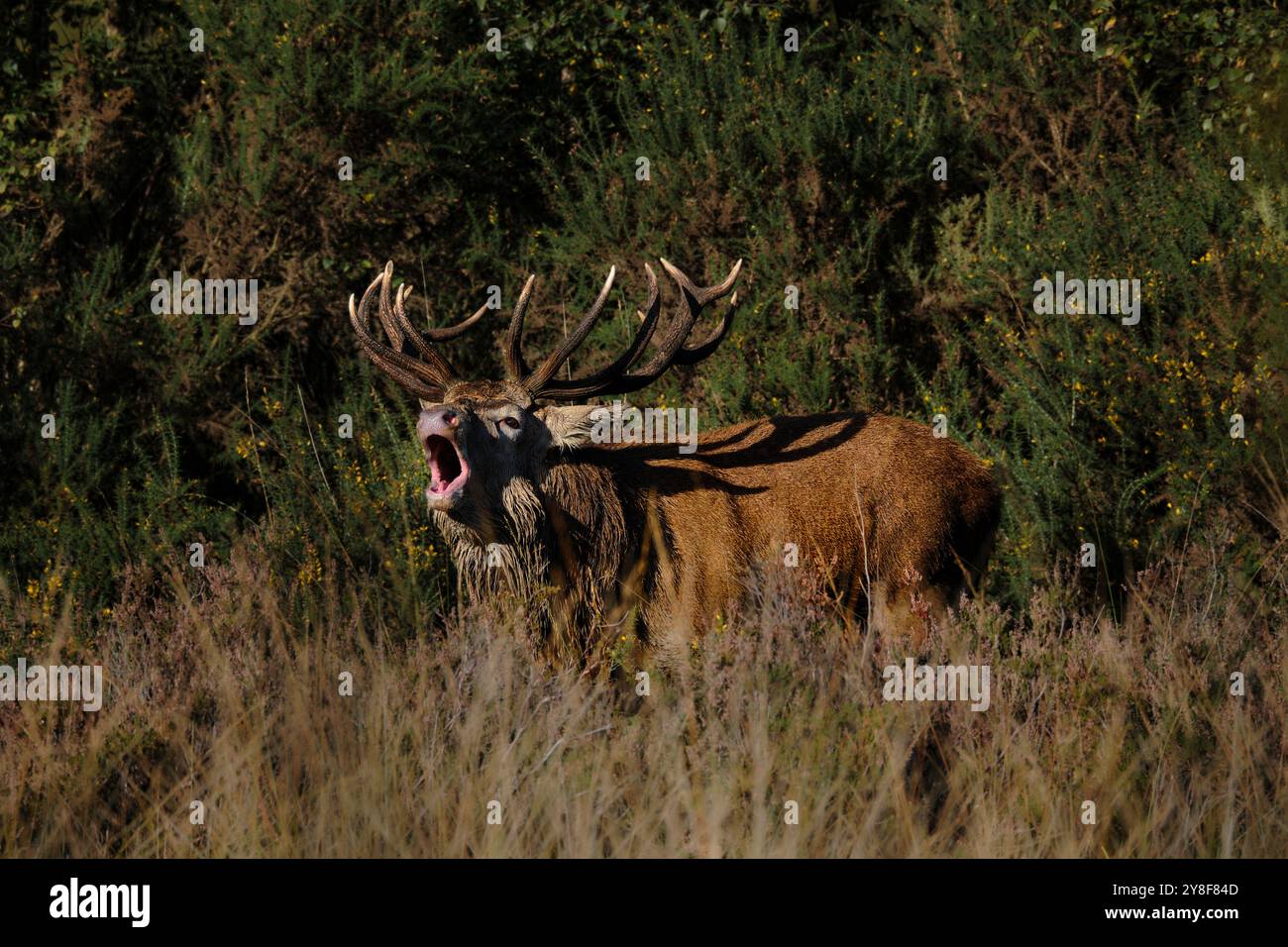 Imperial Red Stag Stock Photo - Alamy