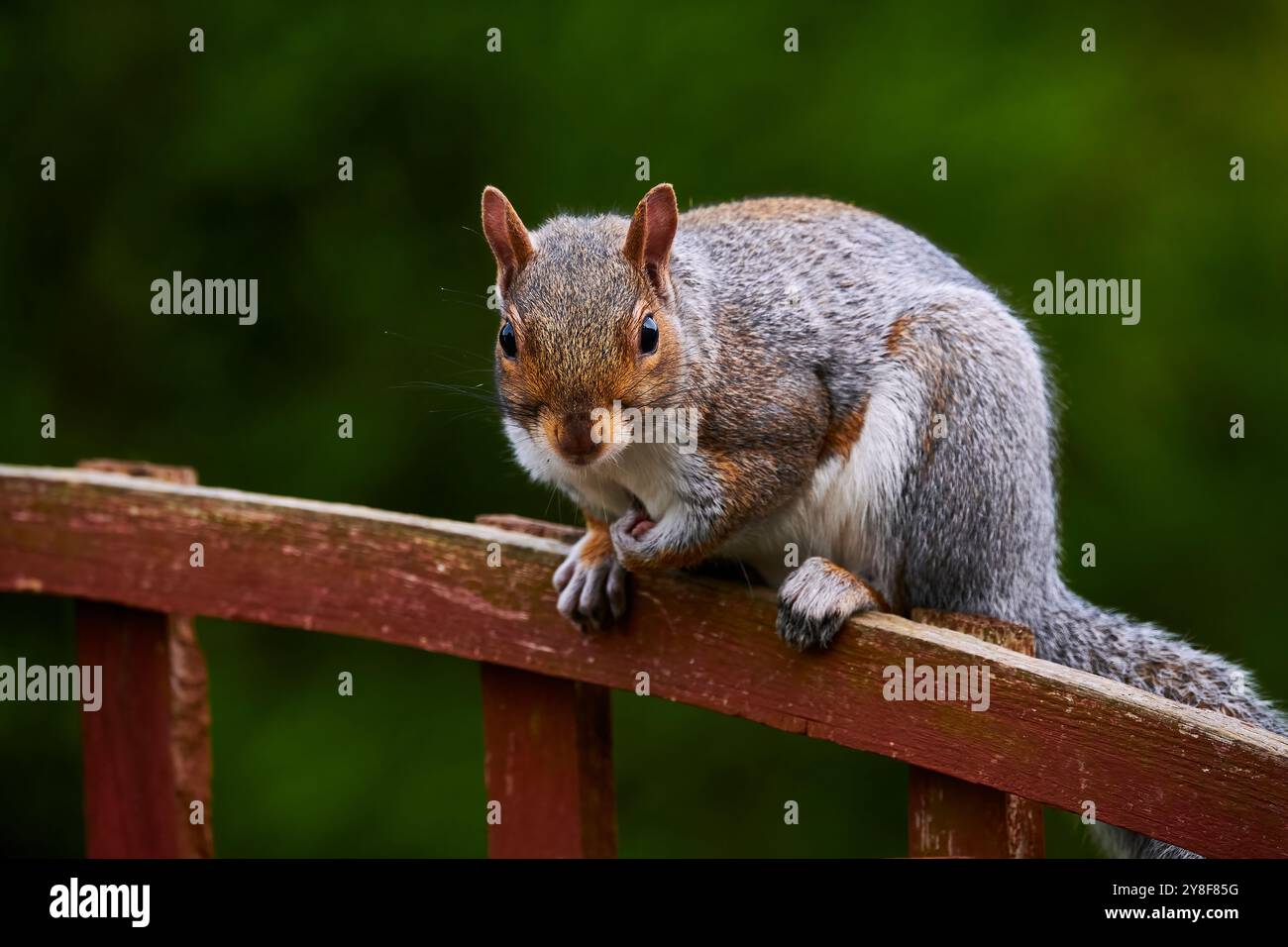 Squirrel on a fence Stock Photo - Alamy