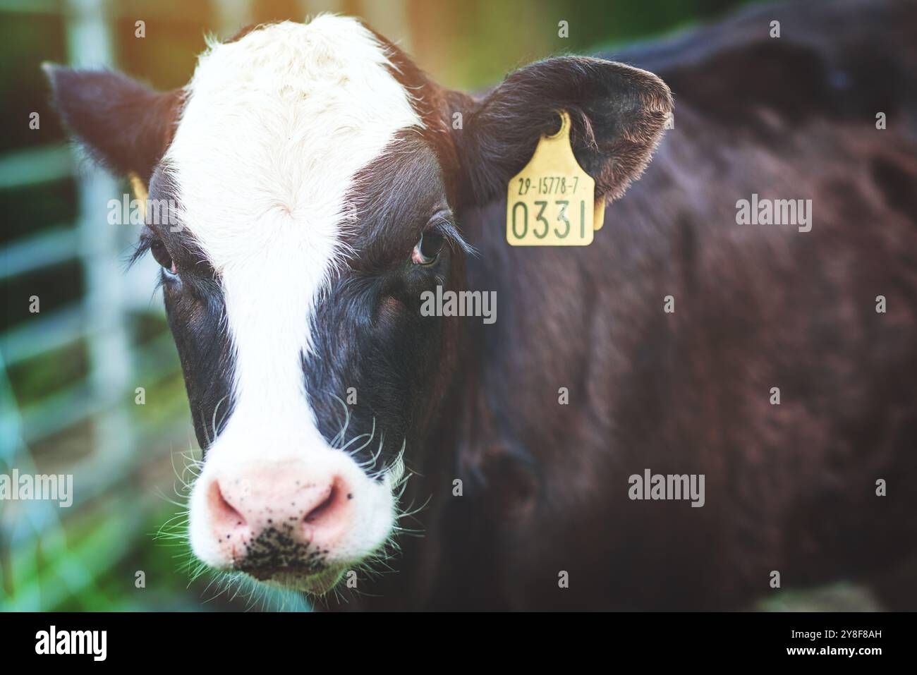 Agriculture, farm and cow with label for livestock with free range ...