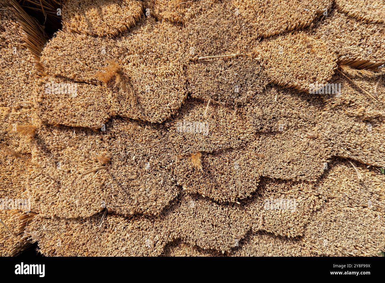 bundles of reeds for background use Stock Photo - Alamy
