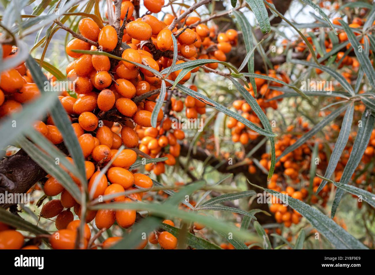 Sea buckthorn cultivation hi-res stock photography and images - Alamy