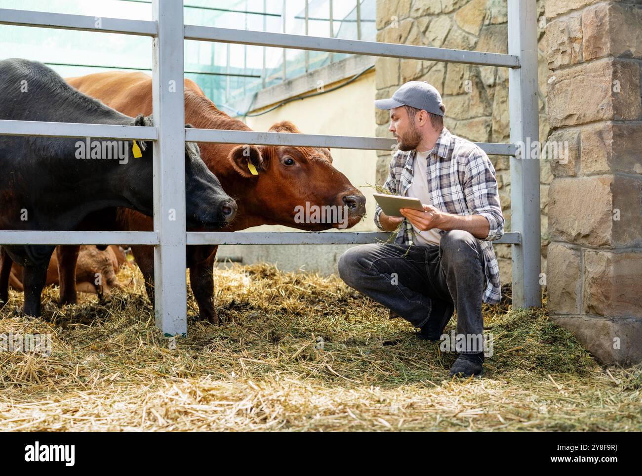 Livestock farm. A farm worker inspects cows in a pen Stock Photo - Alamy
