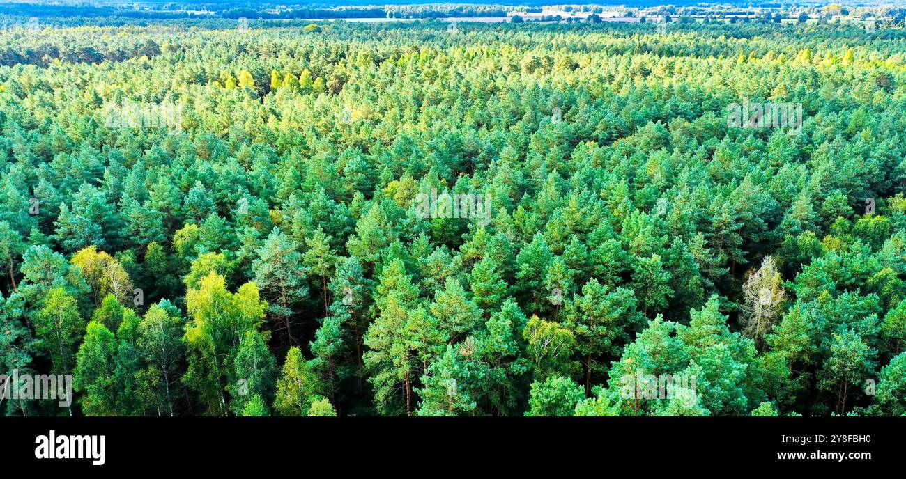 Aerial view of a stunning evergreen forest in germany, showcasing the ...