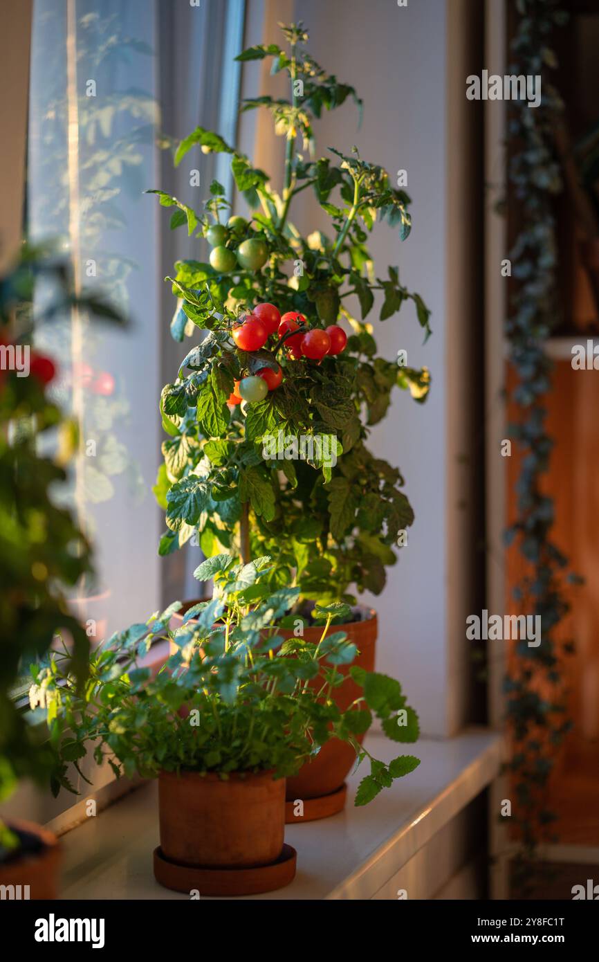 Homegrown small bush of balcony cherry red tomato in clay pot growing ...
